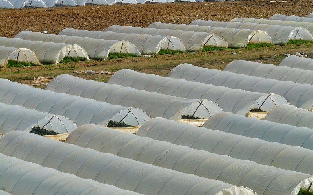 Tunnel agricole : Définition et conseils pour jardiner avec de hauts ...